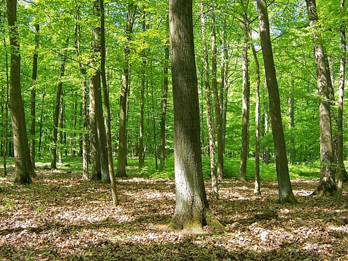 Kurzportrait Roteiche (Quercus rubra L.) - waldwissen.net