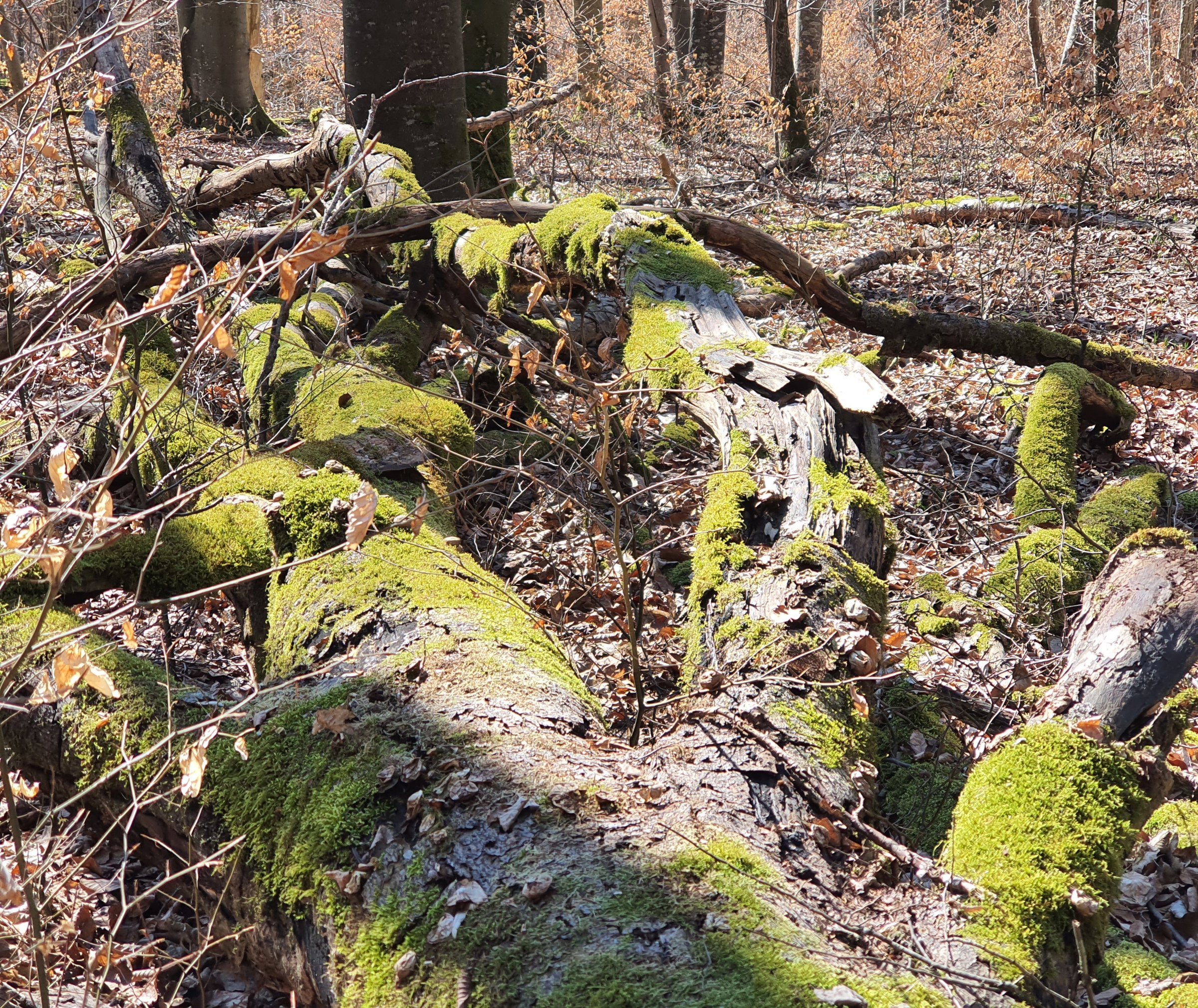 Er mag Reisig und Steinhaufen - der Feuersalamander