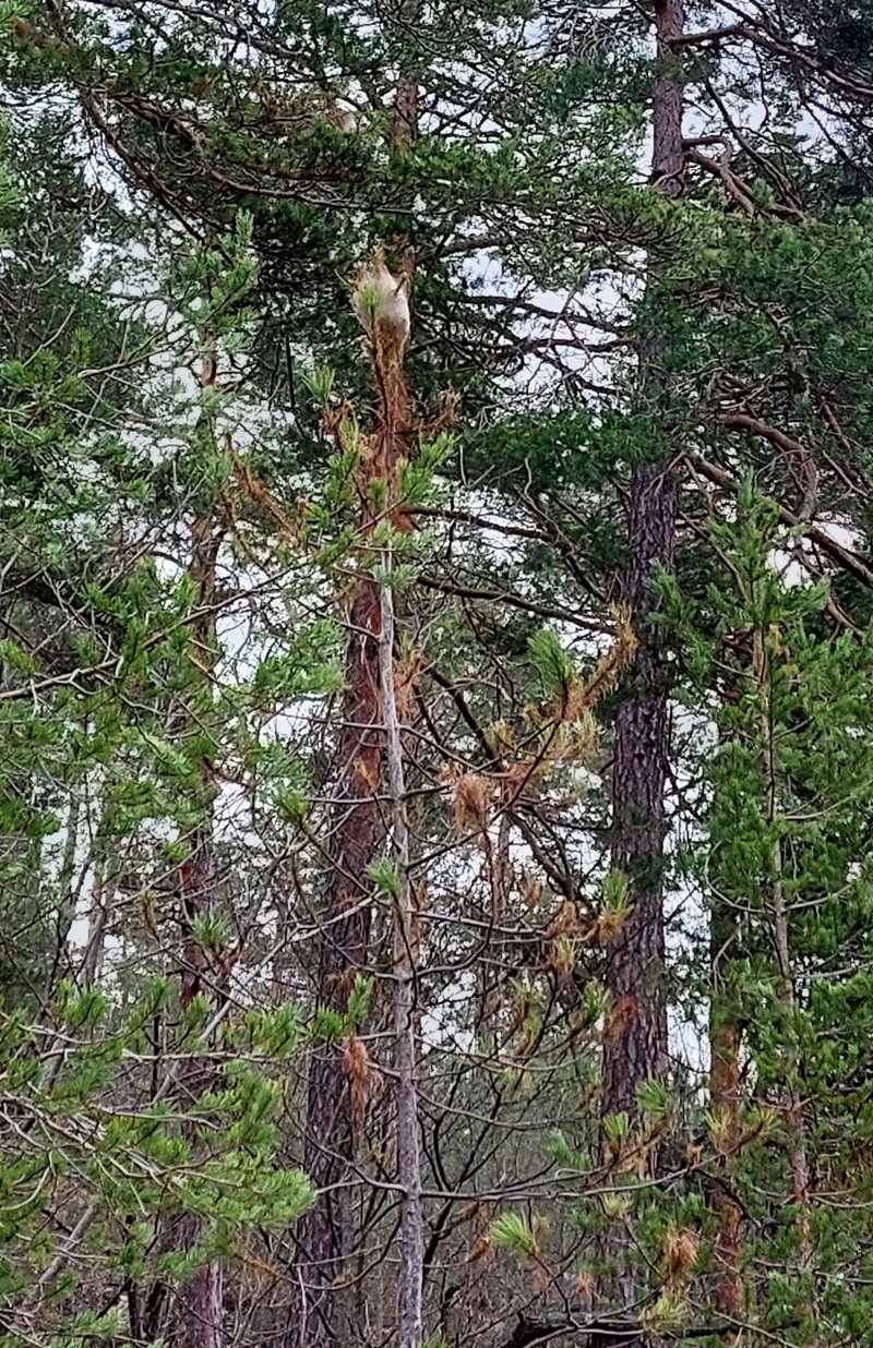 Waldschutzsituation 2023 in Österreich - waldwissen.net