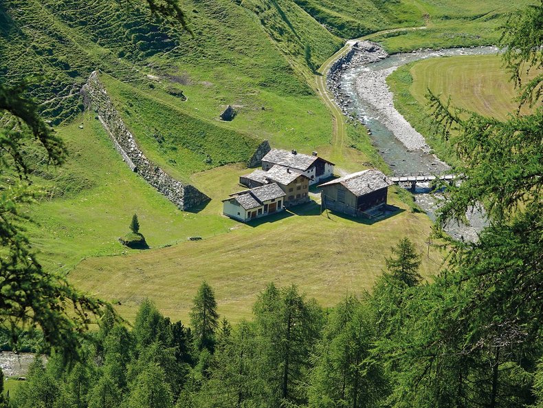 The history and future of the forests at the upper timberline ...