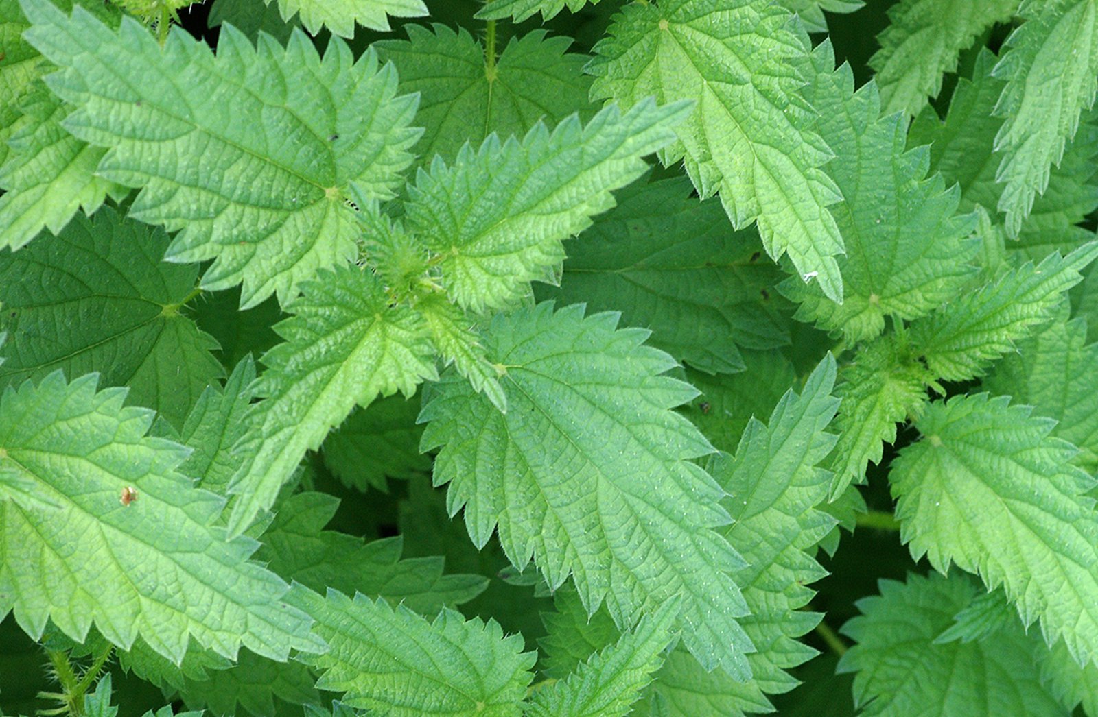 Die Grosse Brennnessel – eine wehrhafte Allrounderin - Waldwissen.net