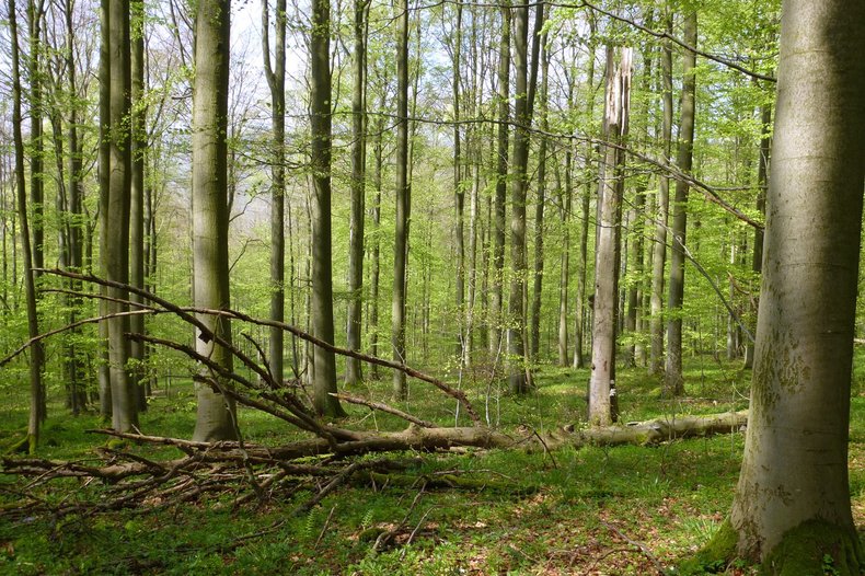 The beech - Tree of the Year 2022 - waldwissen.net