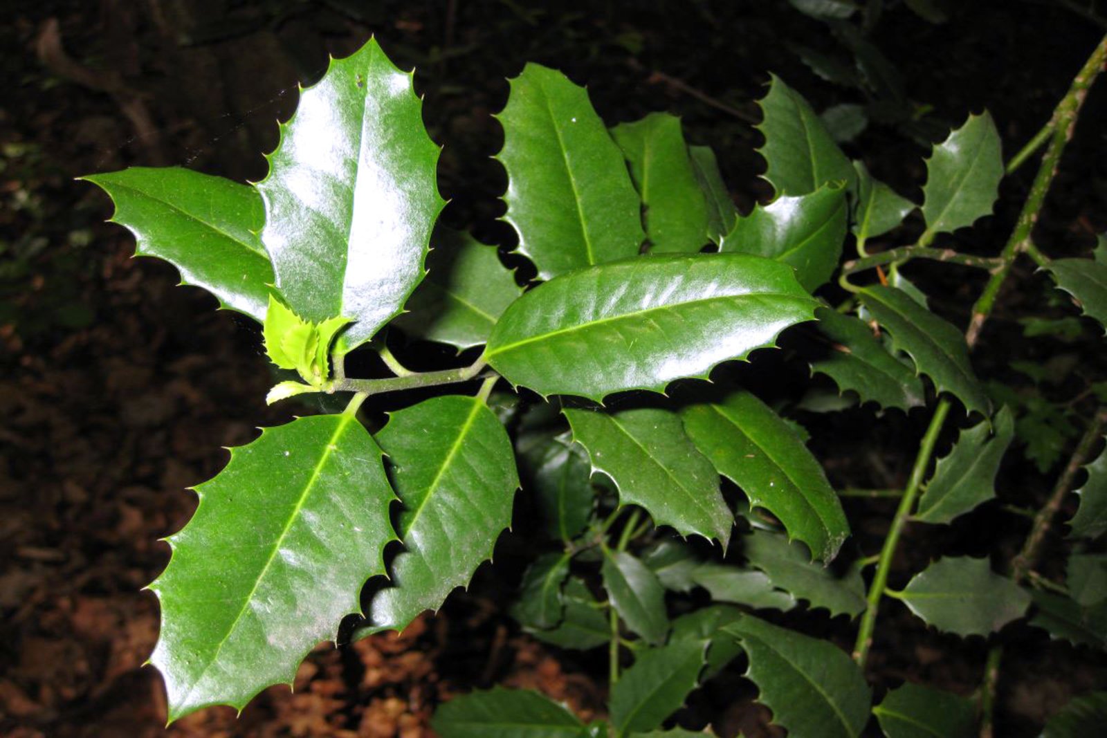 Holly