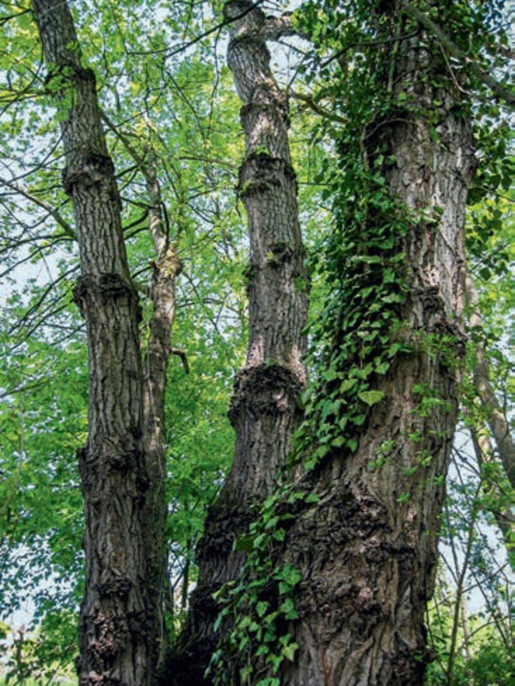 The black poplar *(Populus nigra)*