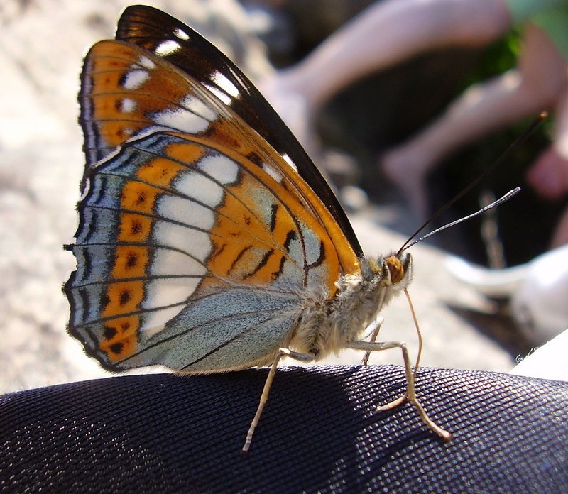 Il pioppo tremolo: una specie arborea pioniera con un potenziale ...