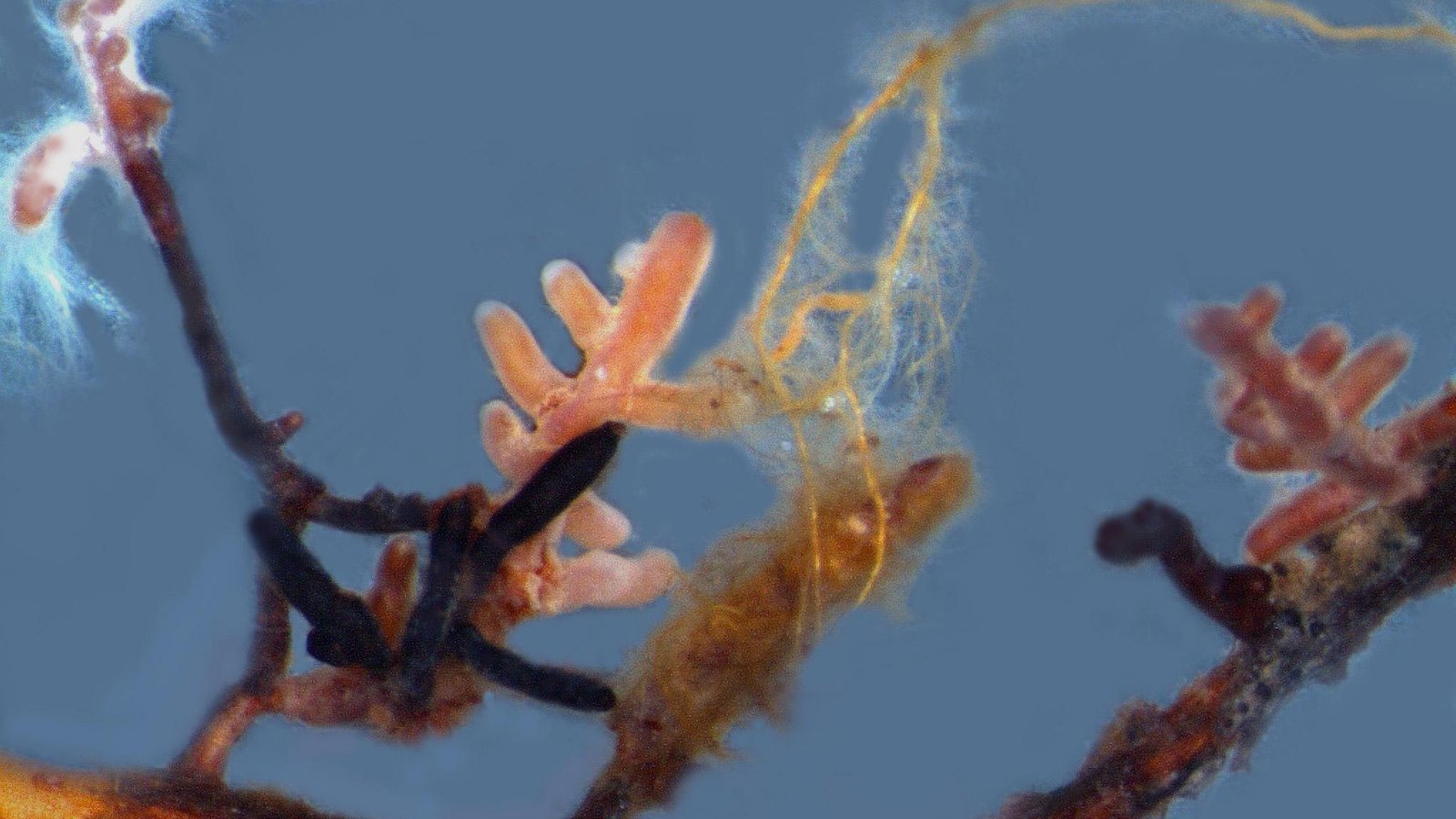 Mycorrhizal fungi as bio-indicators of tree growth - waldwissen.net