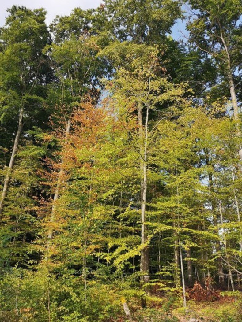 The beech forest – an ailing patient!? - waldwissen.net