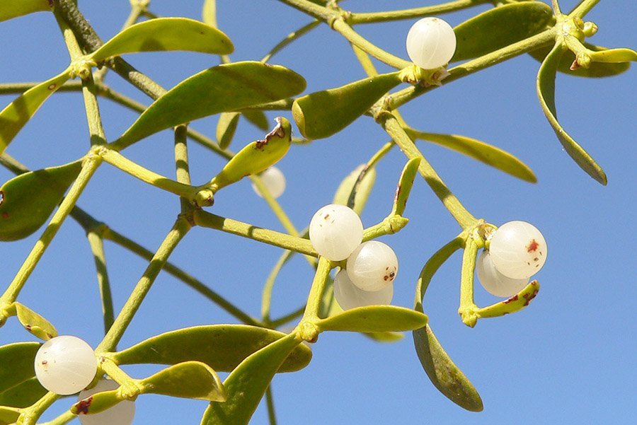 Mehr Misteln wegen der Klimaerwärmung?