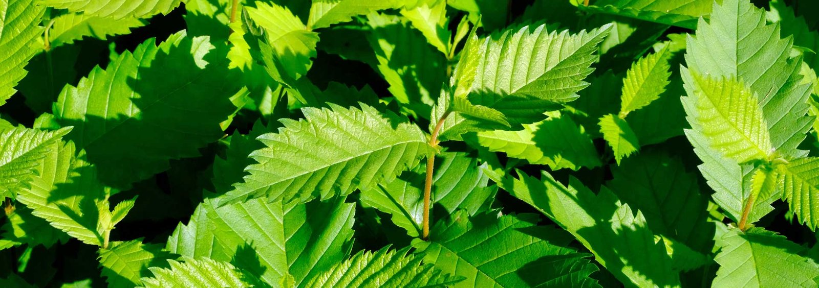 The European White Elm defies Dutch Elm Disease - waldwissen.net