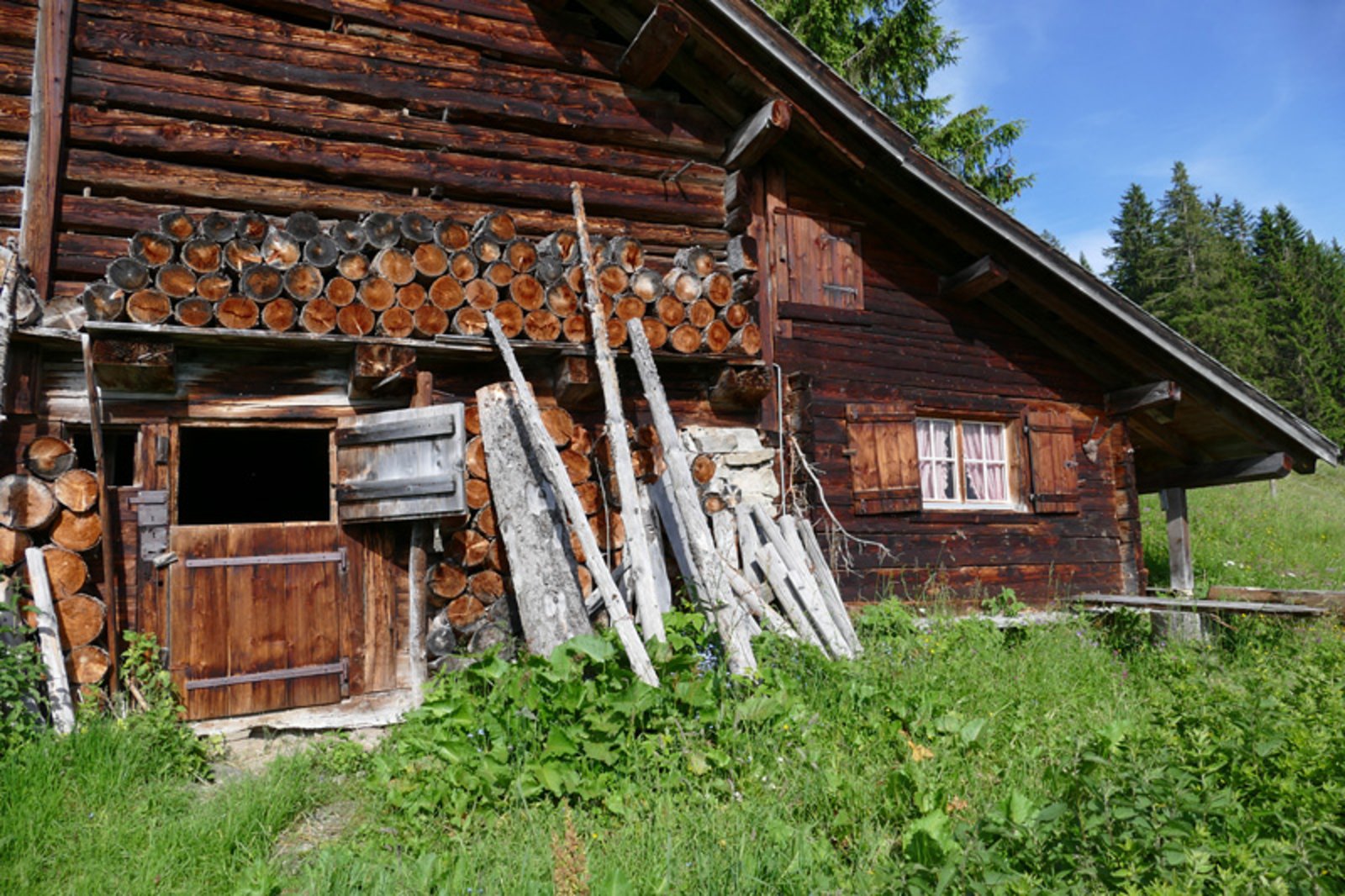 Die Fichte *(Picea abies)* - waldwissen.net