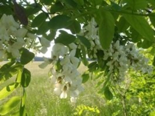 Empfehlungen zur Bewirtschaftung von Robinienbeständen - waldwissen.net