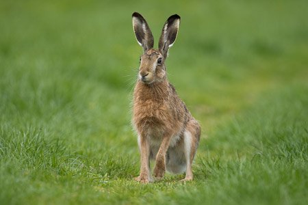 The European brown hare in the cultivated landscape - waldwissen.net