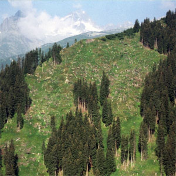 Die Wirkung des Waldes bei Lawinen - waldwissen.net