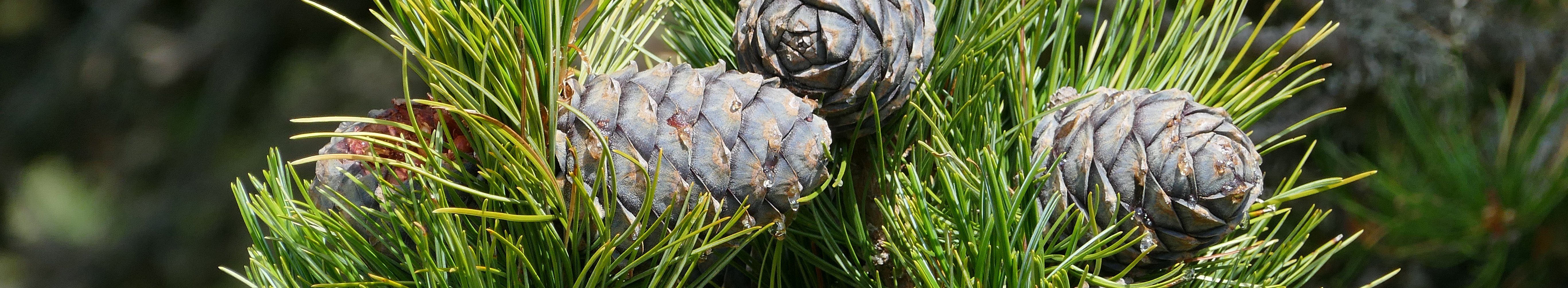 L'arole, roi des Alpes