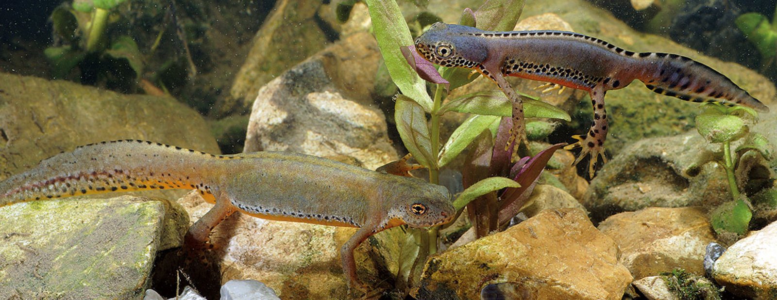 The alpine newt - a colourful underwater dragon. - waldwissen.net