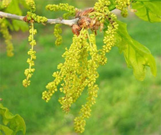 Die Samenernte bei der Eiche