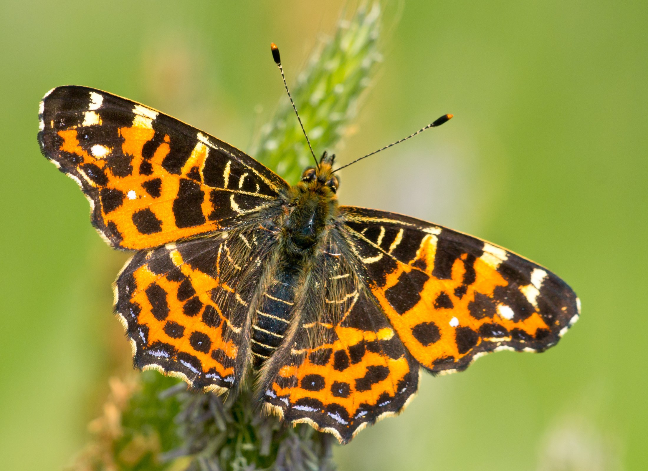 Das Landkärtchen - Falter mit zwei Gesichtern