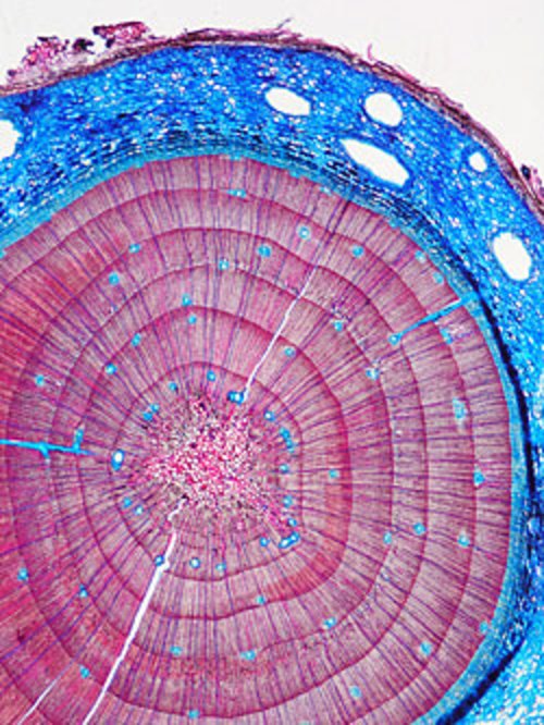 Growth Rings in Herbaceous Plant Species and Dwarf-Shrubs - waldwissen.net