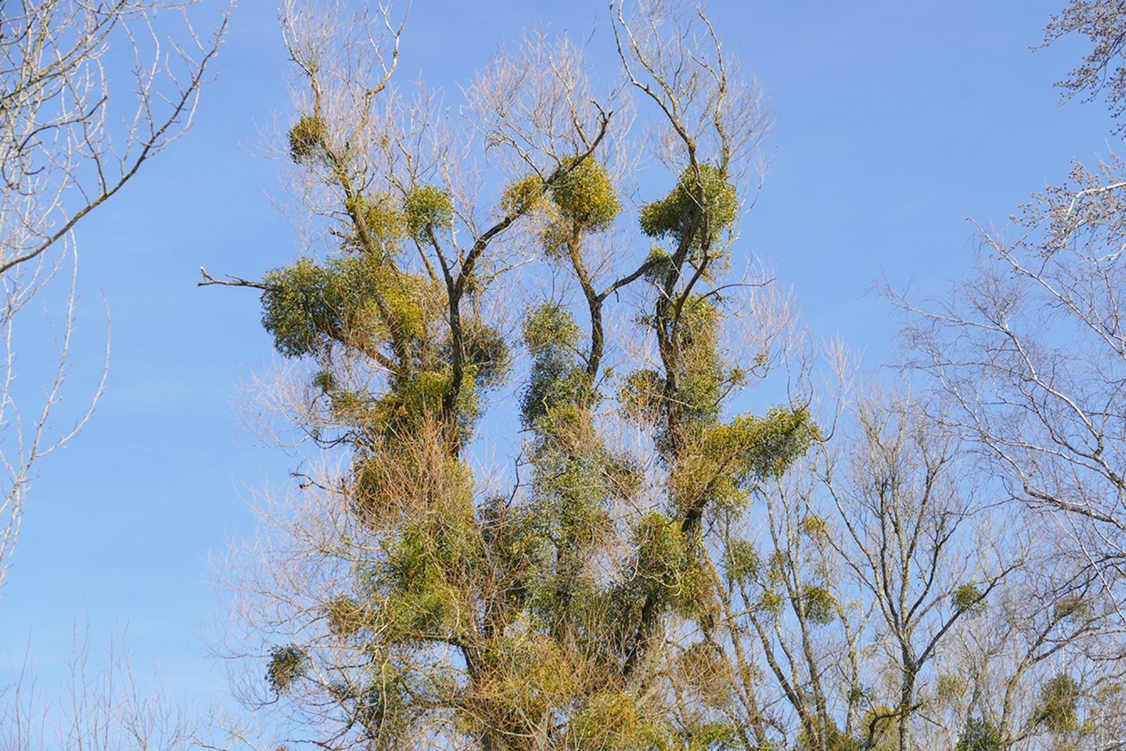Biologie du gui - waldwissen.net