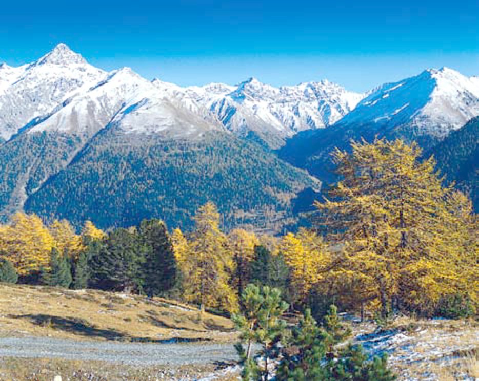 Where trees can no longer grow: the alpine timberline