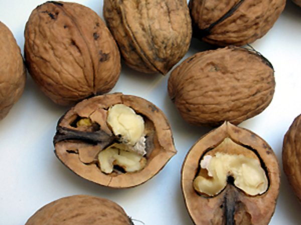 Die Walnuss als Waldbaumart