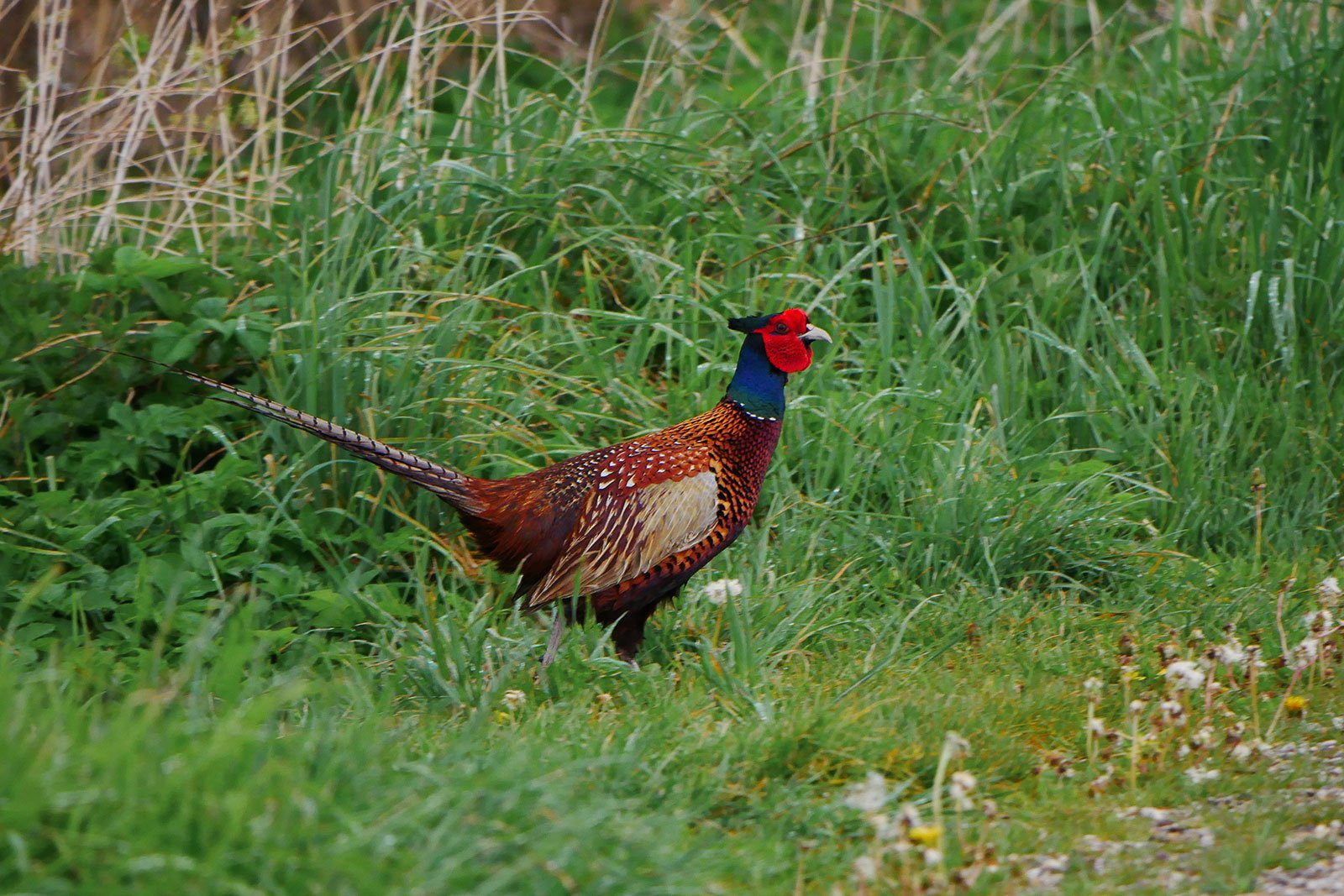 Der Jagdfasan (Phasianus colchicus) - waldwissen.net