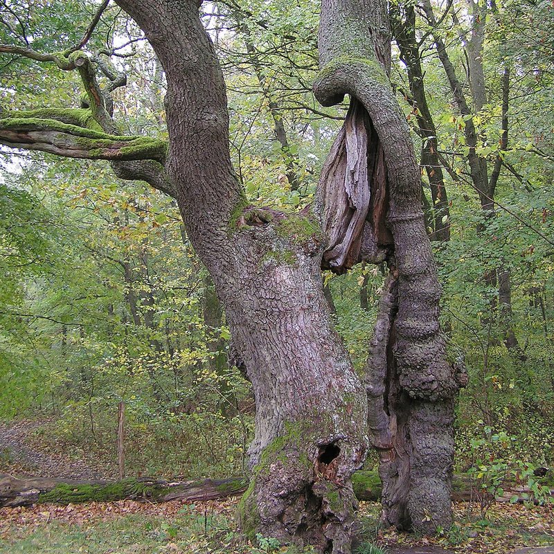 Connaître, conserver et promouvoir les arbres-habitats - waldwissen.net