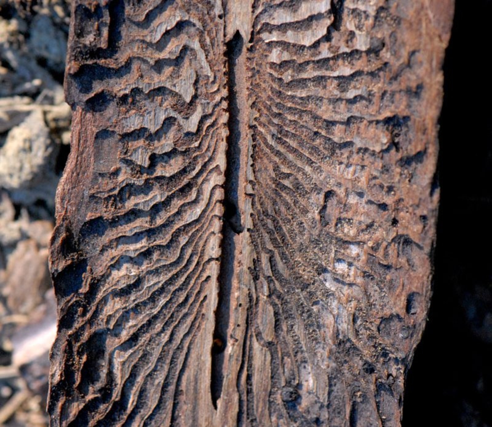 Borkenkäfer – ein gefragtes Thema