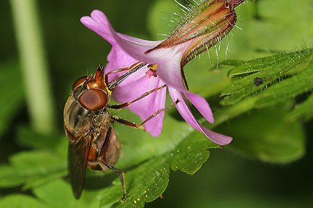 Insects in the forest ecosystem