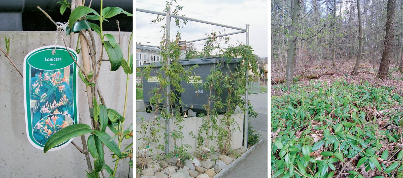 Invasive Neophytes in the Forest - waldwissen.net