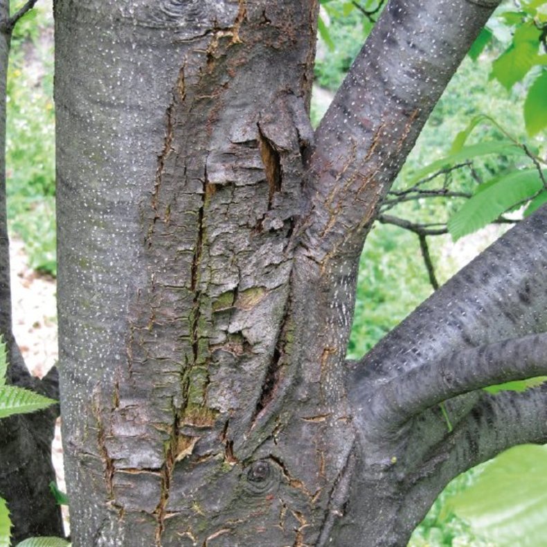 Chestnut blight: symptoms, biology and management strategies ...