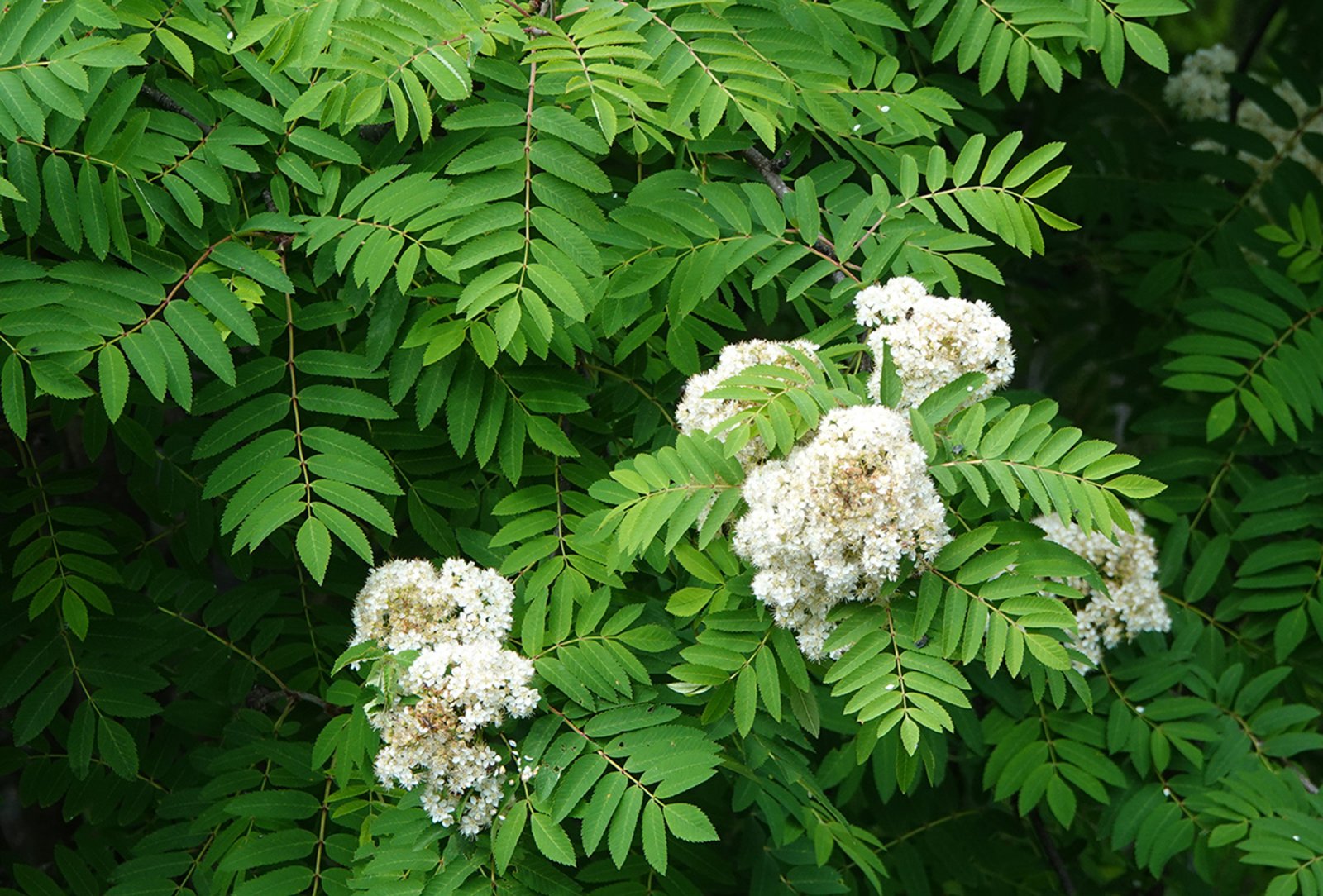 Die Vogelbeere (Sorbus aucuparia)