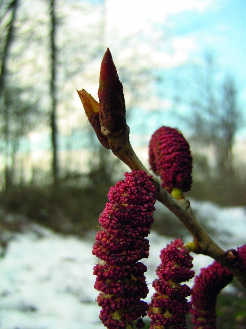 Online course on non-native trees - waldwissen.net