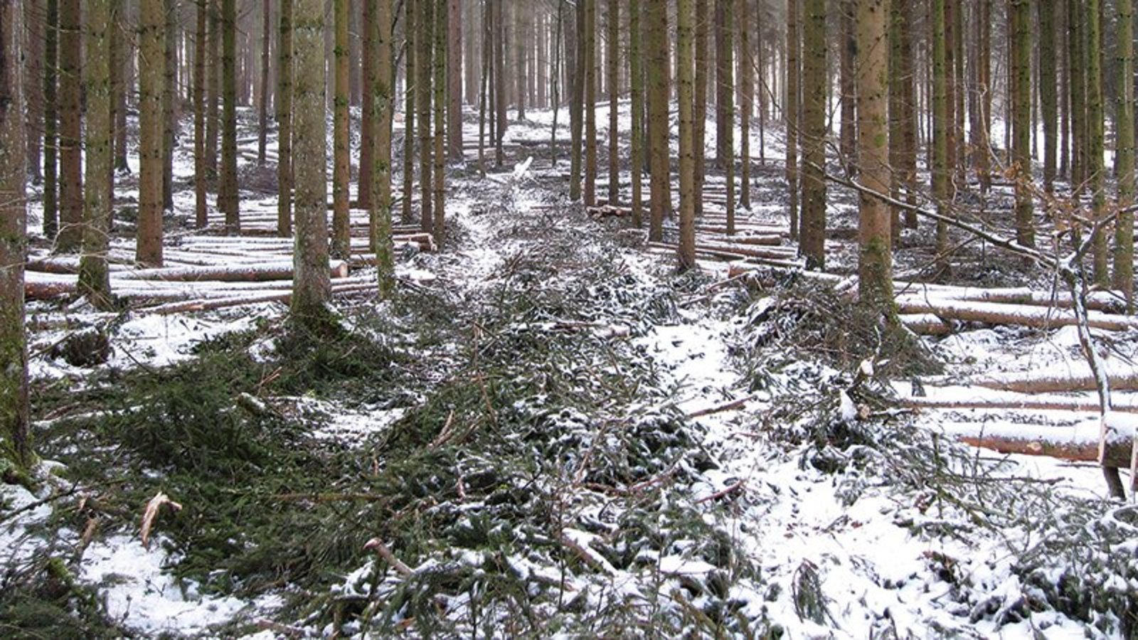 Physikalischer Bodenschutz im Wald - waldwissen.net