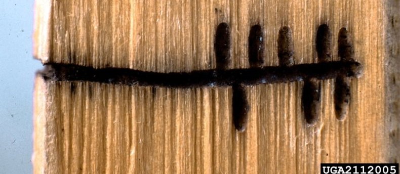 Wichtige Borkenkäferarten und ihre ökologische Bedeutung - waldwissen.net