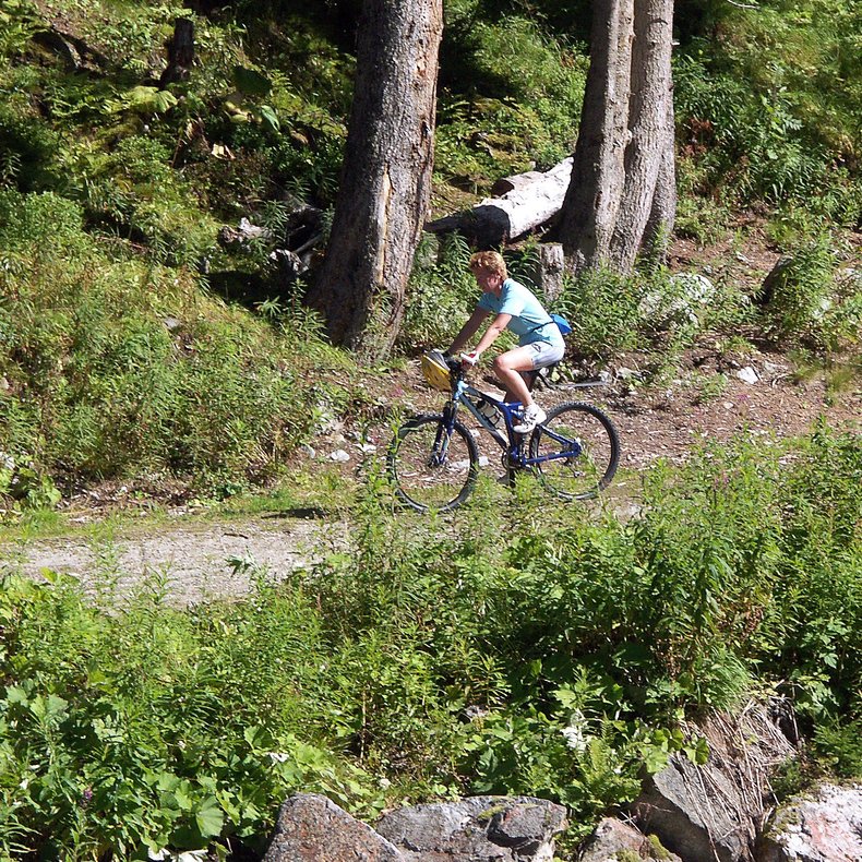 Anpassung des Schweizer Waldes an den Klimawandel - waldwissen.net