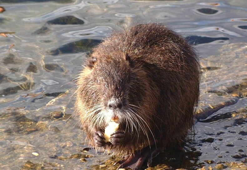 Verdrängen Bisam und Nutria den heimischen Biber?