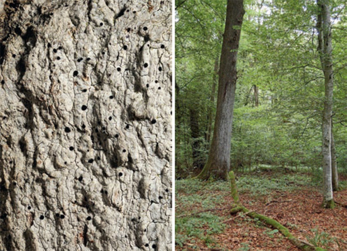 The significance of old forests for lichens - waldwissen.net