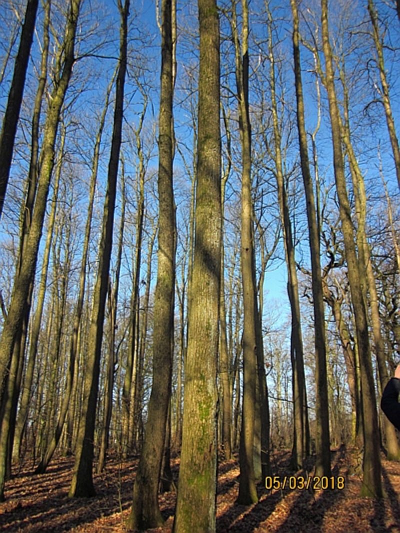 Kurzportrait Edelkastanie (Castanea sativa)