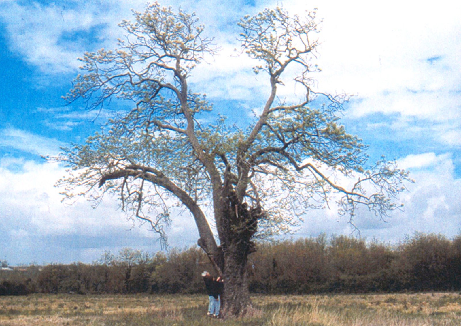 Der Speierling (Sorbus domestica)