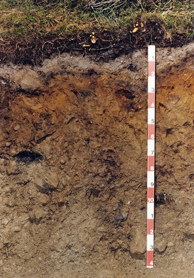 Comprendre la diversité et les fonctions des sols forestiers en Suisse