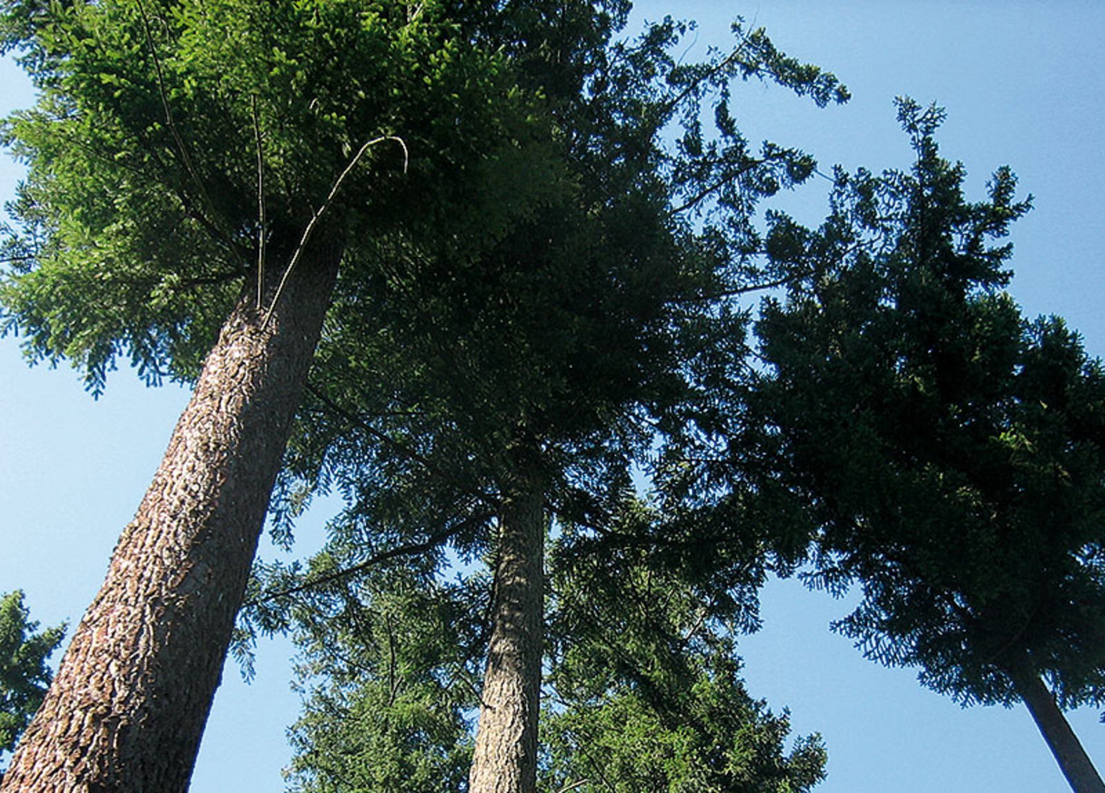 Non-native tree species - waldwissen.net