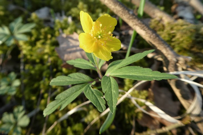Vom artenreichen Mittelwald zum "sekundären Urwald" - waldwissen.net