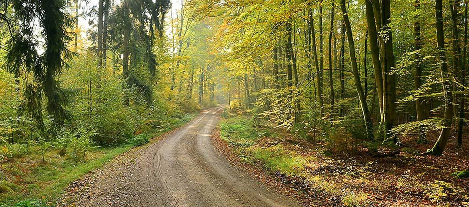 LWF-Merkblatt Nr. 41 – Forstwege – Planung, Bau und Pflege - waldwissen.net