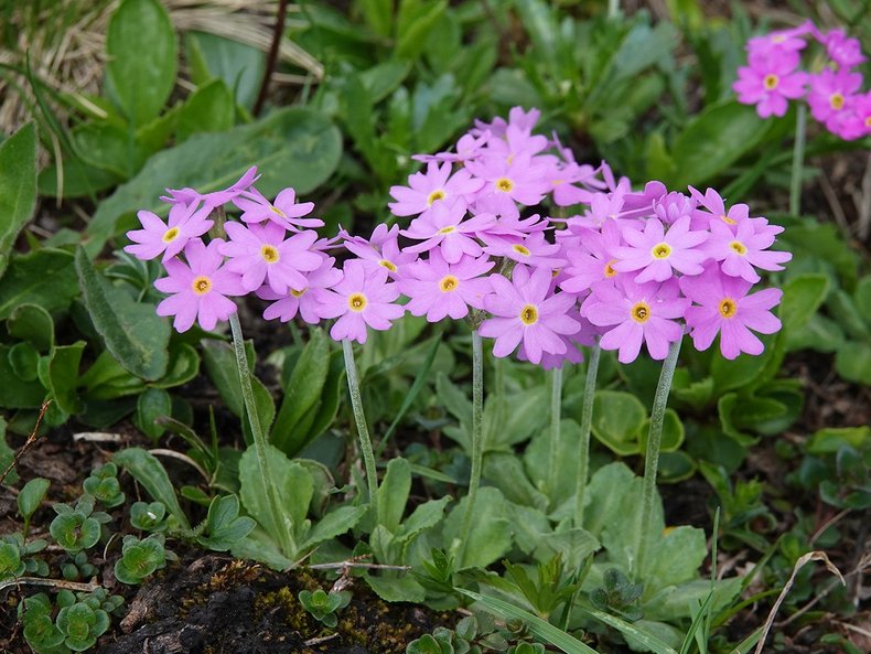 Schlüsselblumen – sagenumwobene Frühlingsboten - waldwissen.net