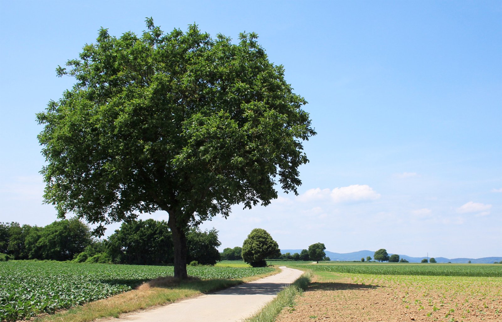 Der Walnussbaum (Juglans regia)