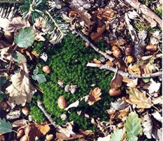 Die Samenernte bei der Eiche