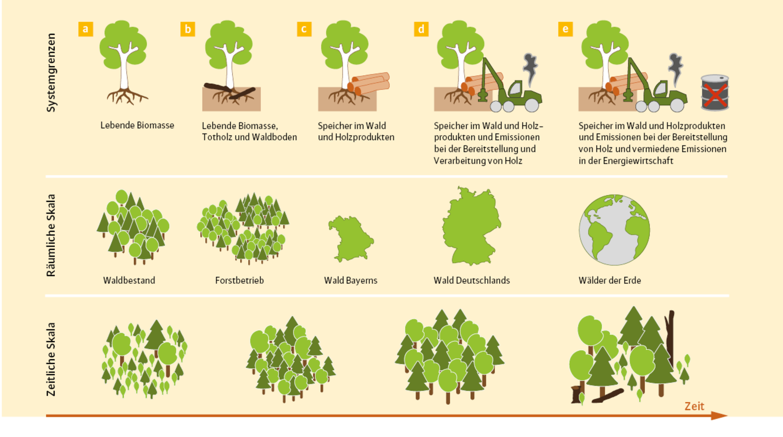Der Klimaschutzbeitrag der Forst- und Holzwirtschaft
