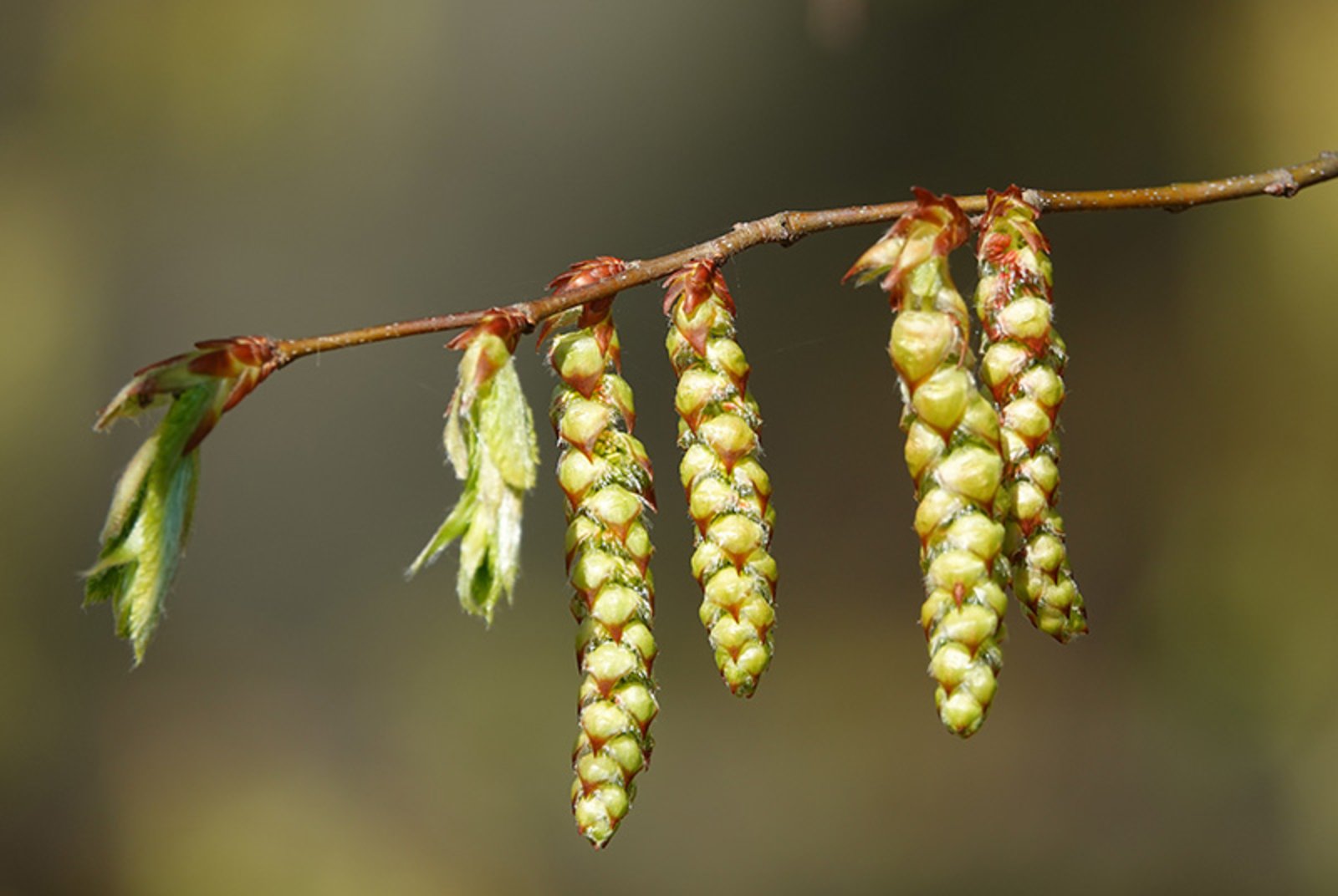 Die Hagebuche (Carpinus betulus)