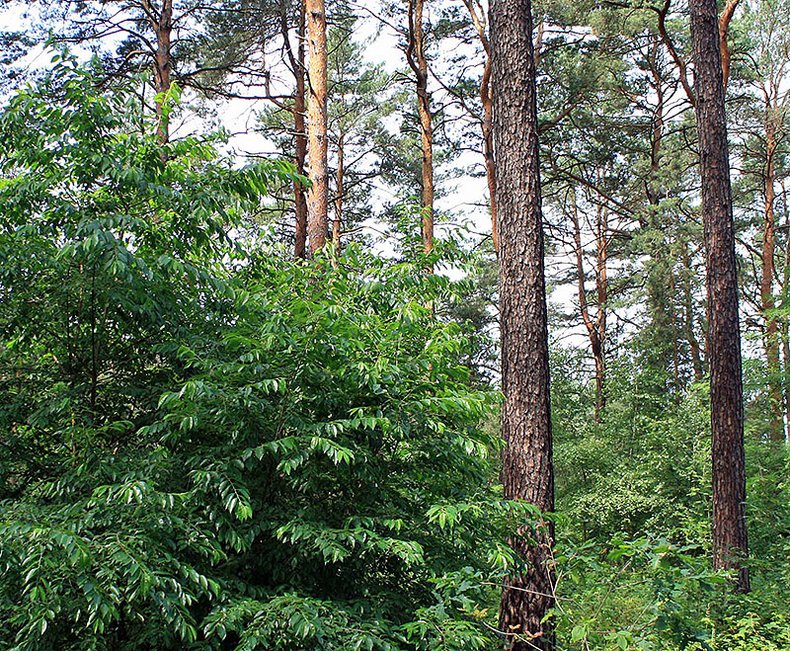 Non-native tree species - waldwissen.net